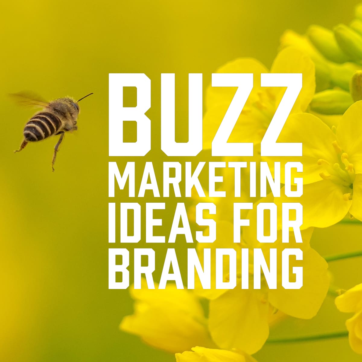 Buzz Marketing Ideas for Branding | Medford Marketing Strategy
