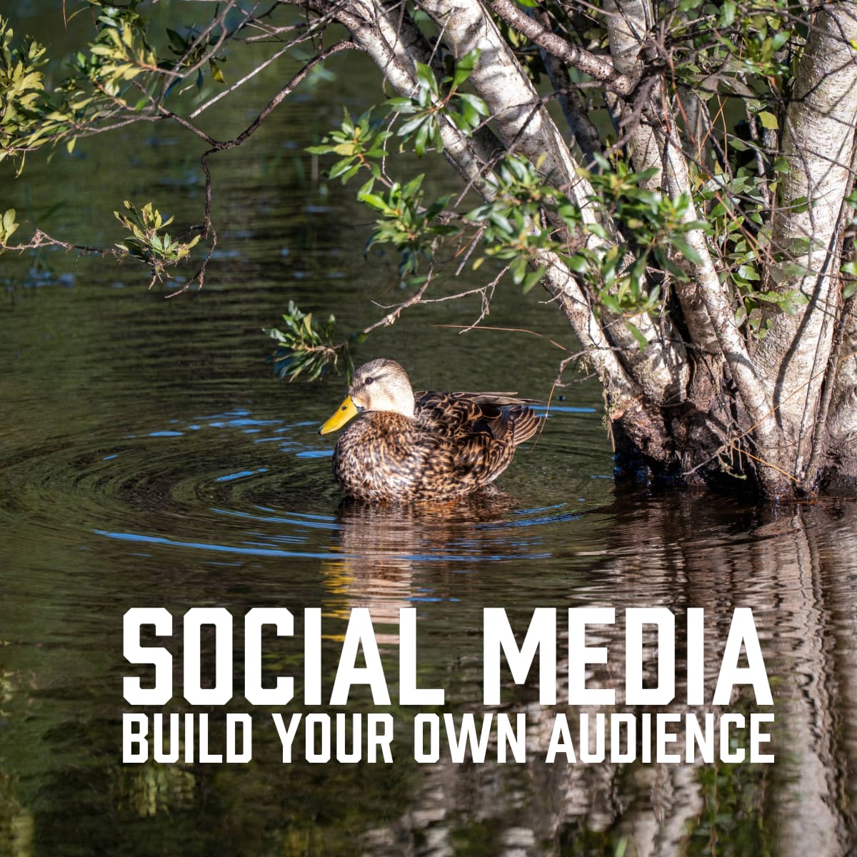Social Media-Build Your Own Audience | Paradux Media Group