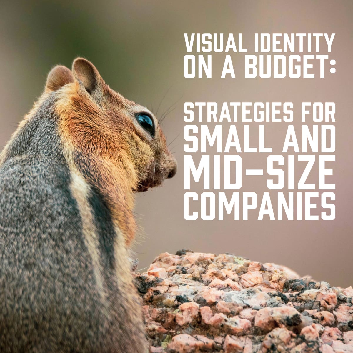 Visual Identity on a Budget: Strategies for Small and Mid-Size Companies