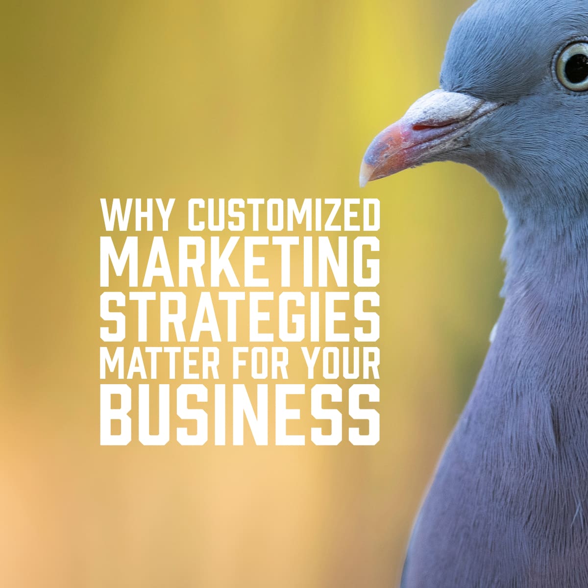 Why Customized Marketing Strategies Matter for Your Business | Paradux