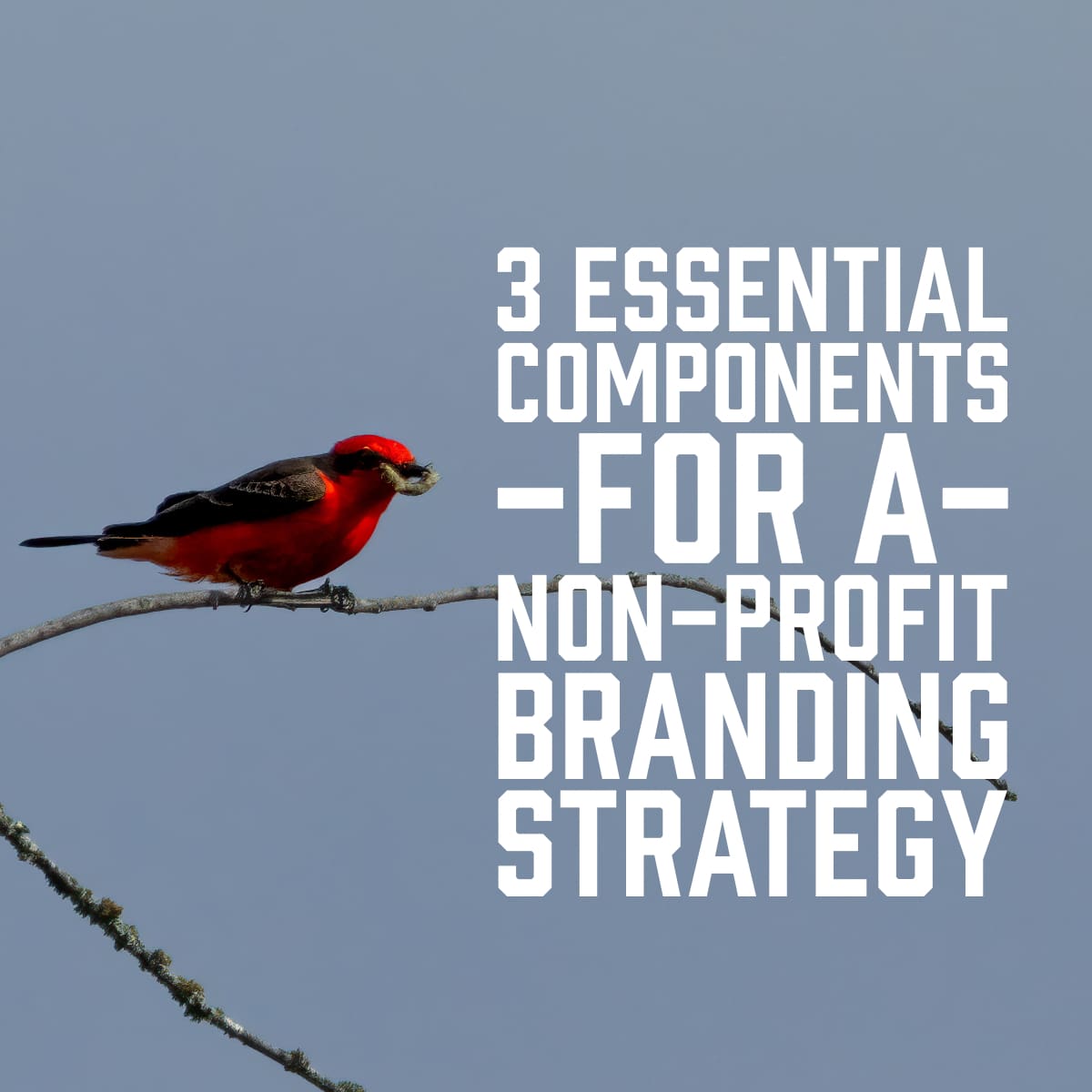 3 Essential Components for a Non-Profit Branding Strategy | Paradux ...