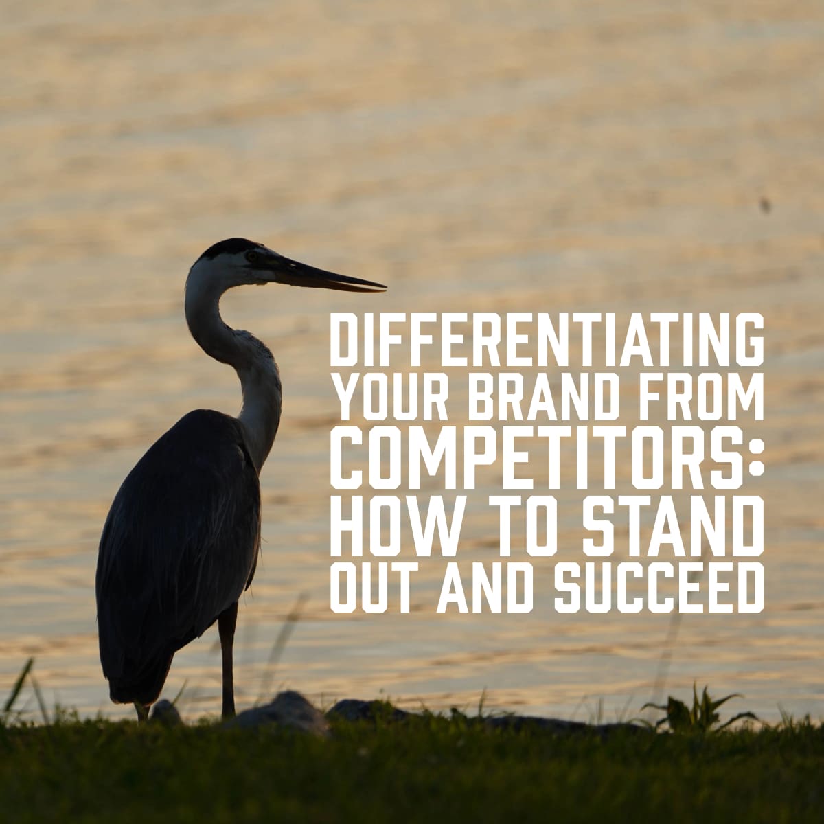 Differentiating Your Brand from Competitors | Paradux Media Group