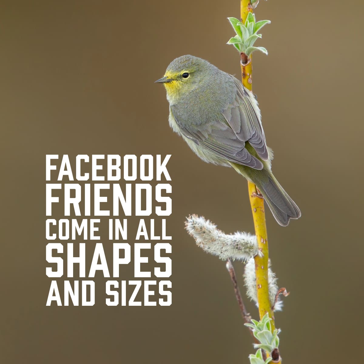 Facebook Friends Come In All Shapes and Sizes | Paradux Media Group
