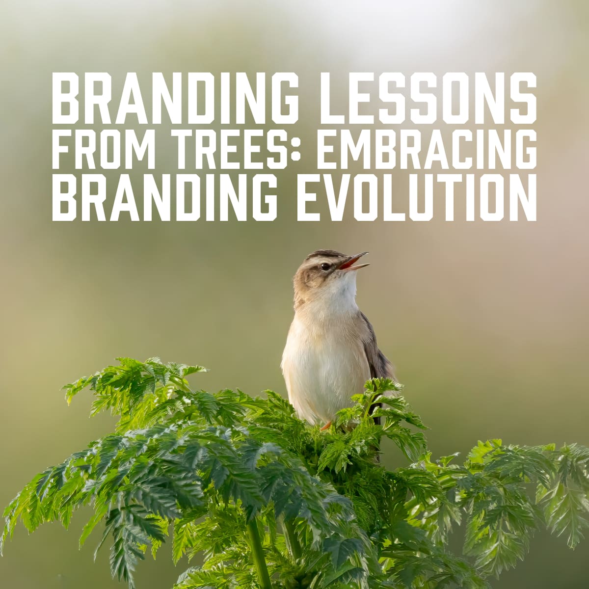 Branding Lessons from Trees: Embracing Branding Evolution | Paradux ...