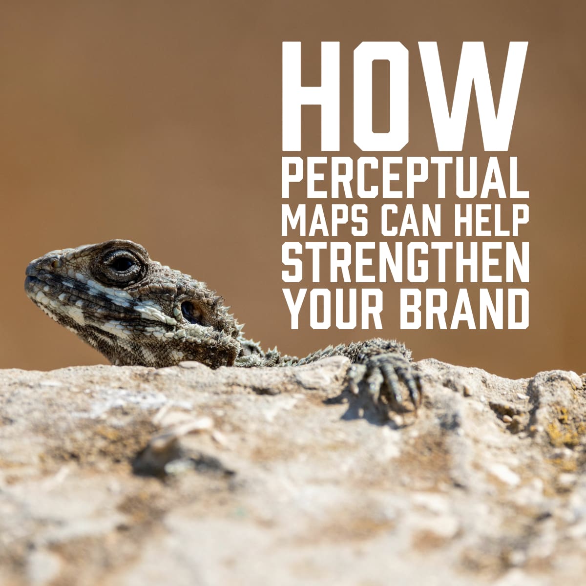 How Perceptual Maps Can Help Strengthen Your Brand | Paradux Media Group