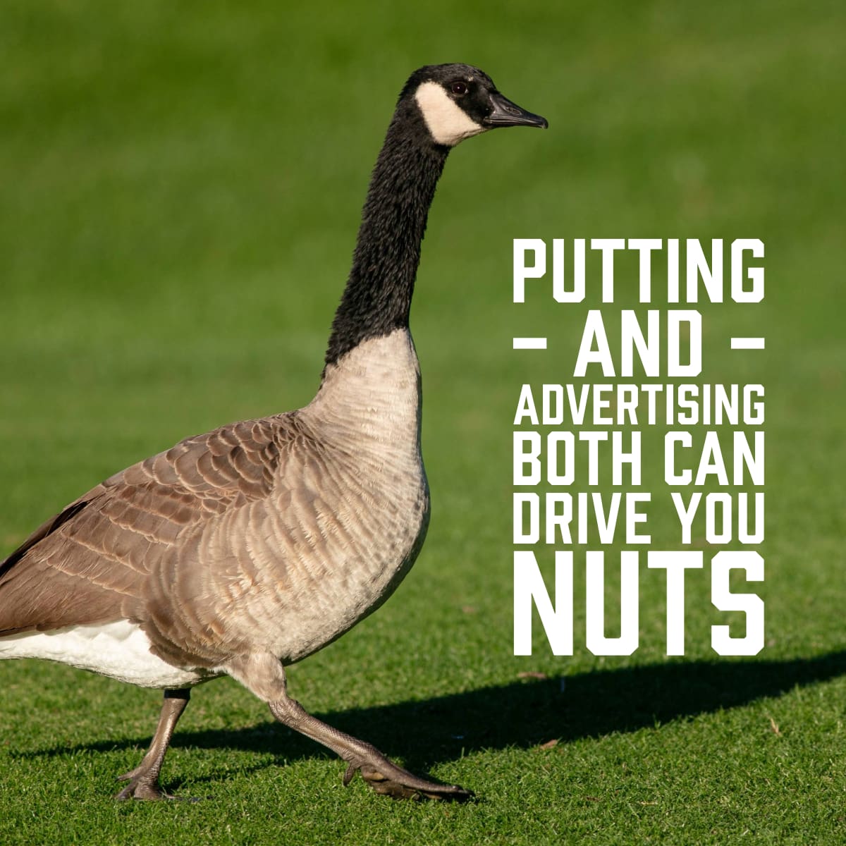 Putting and Advertising Both Can Drive You Nuts | Paradux Media Group