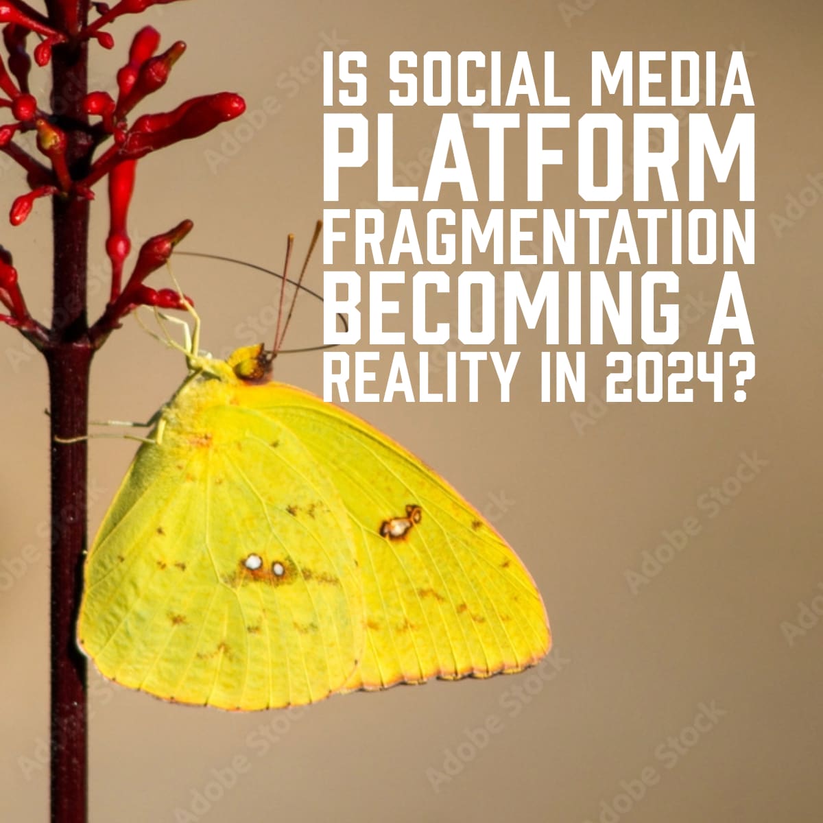 Is Social Media Platform Fragmentation Becoming a Reality in 2024 ...