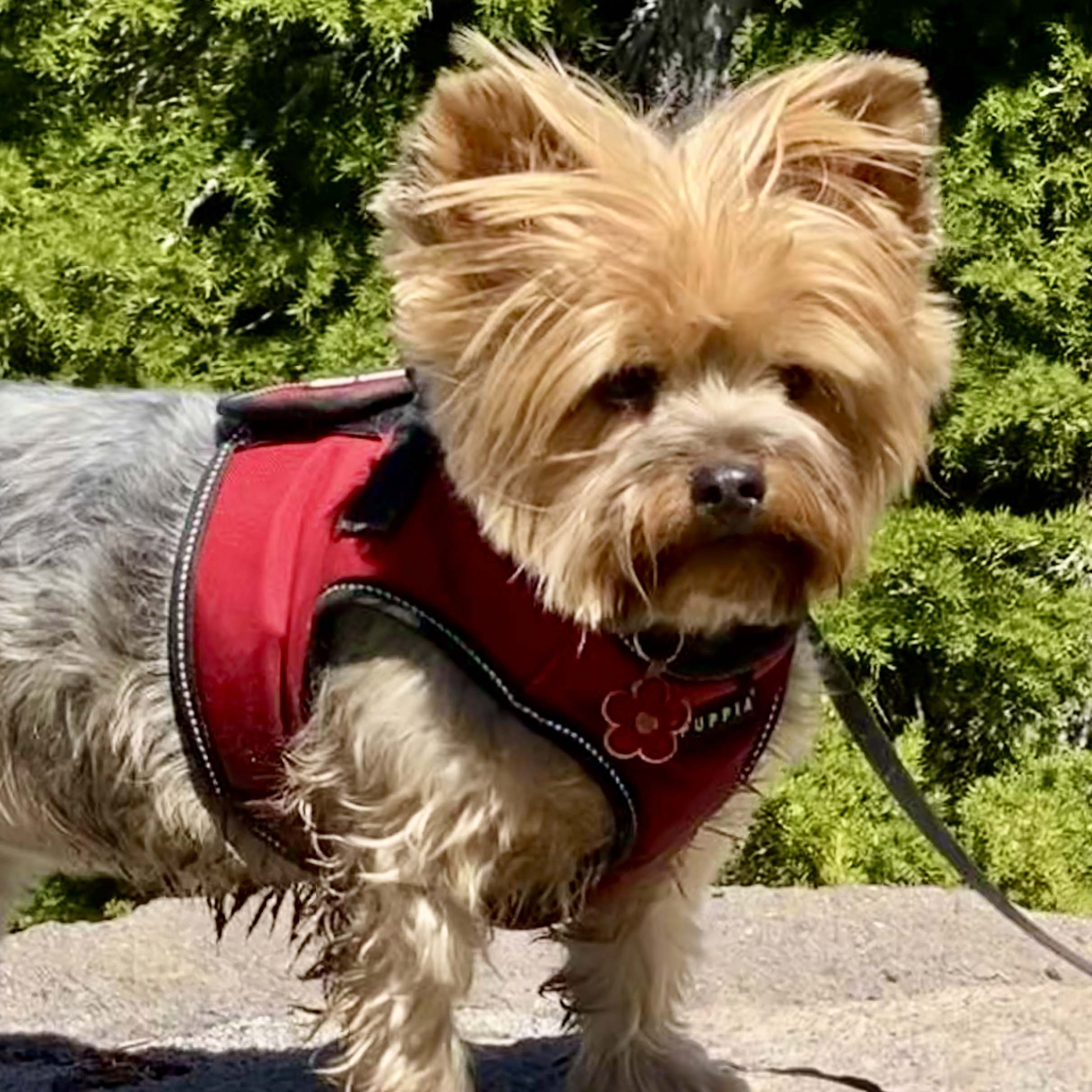 Abbie Rose, Head of Pawsitive Energy | Paradux Media Group