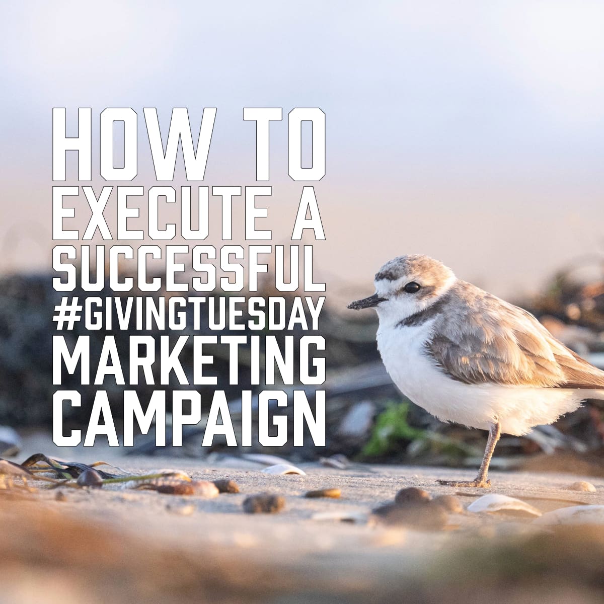 Successful Giving Tuesday Marketing Campaigns #GivingTuesday Oregon